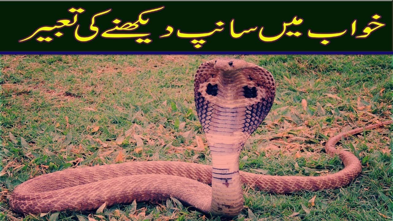 Snake In Dream Meaning And Interpretation Urdu Hindi YouTube snake-in-dream-meaning-and-interpretation-urdu-hindi-youtube