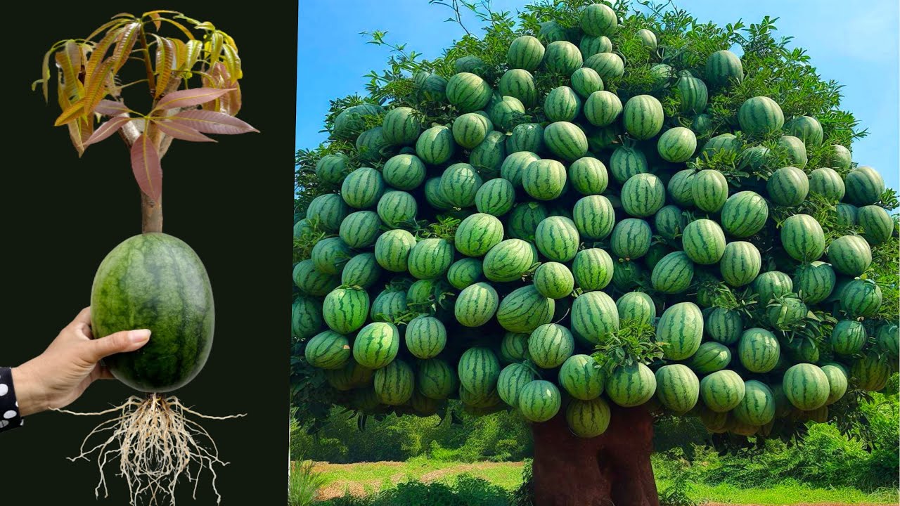 Great Idea To Combine Mango Tree Watermelon Using IZE Coca Growing ...