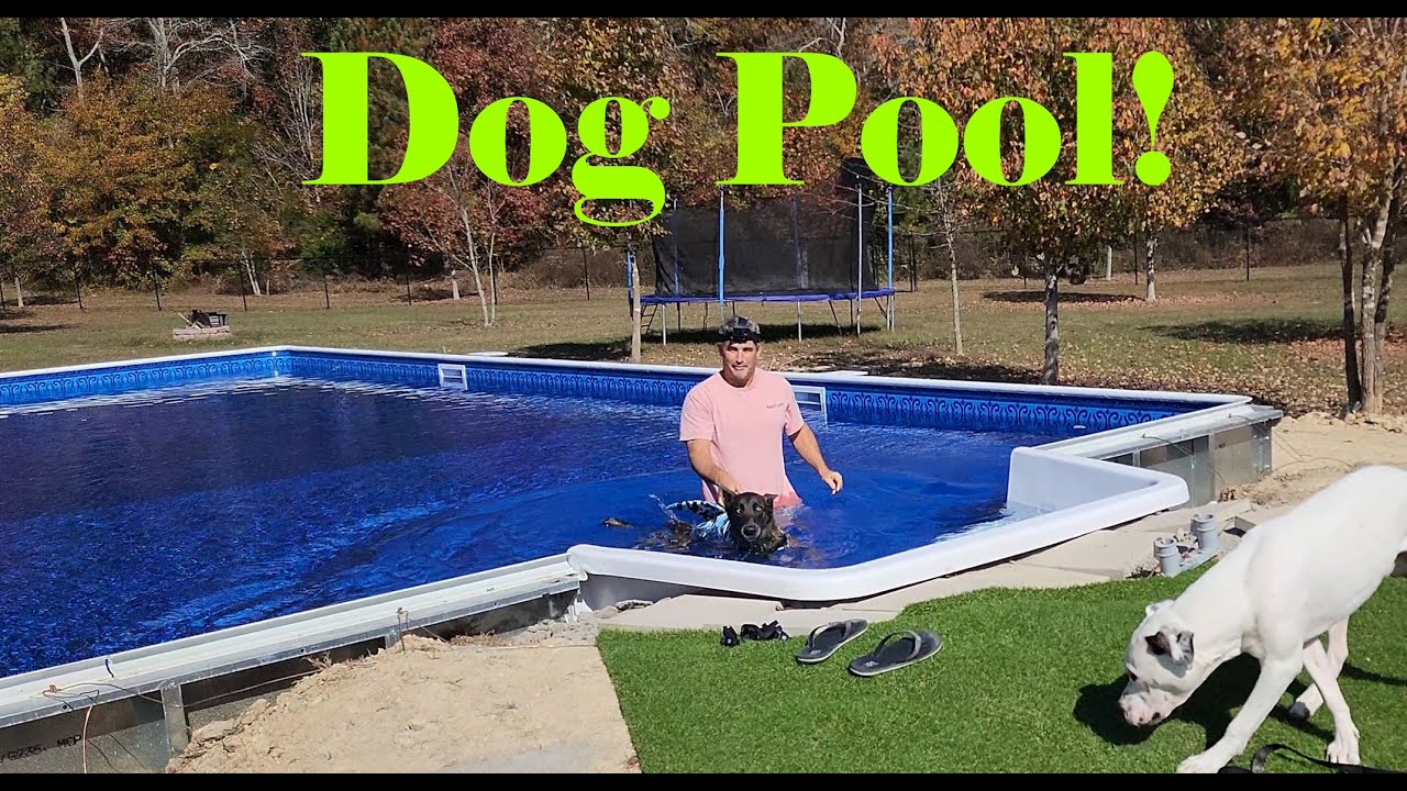 Pups in the Pool - Zoomies at the Park! - YouTube