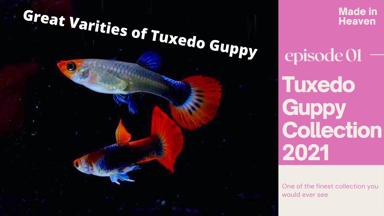 Tuxedo Guppy Fish || Some Varities of Tuxedo Guppy Fish 2021 ...