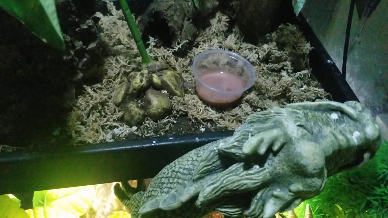 Zoomed Large Paludarium update - YouTube