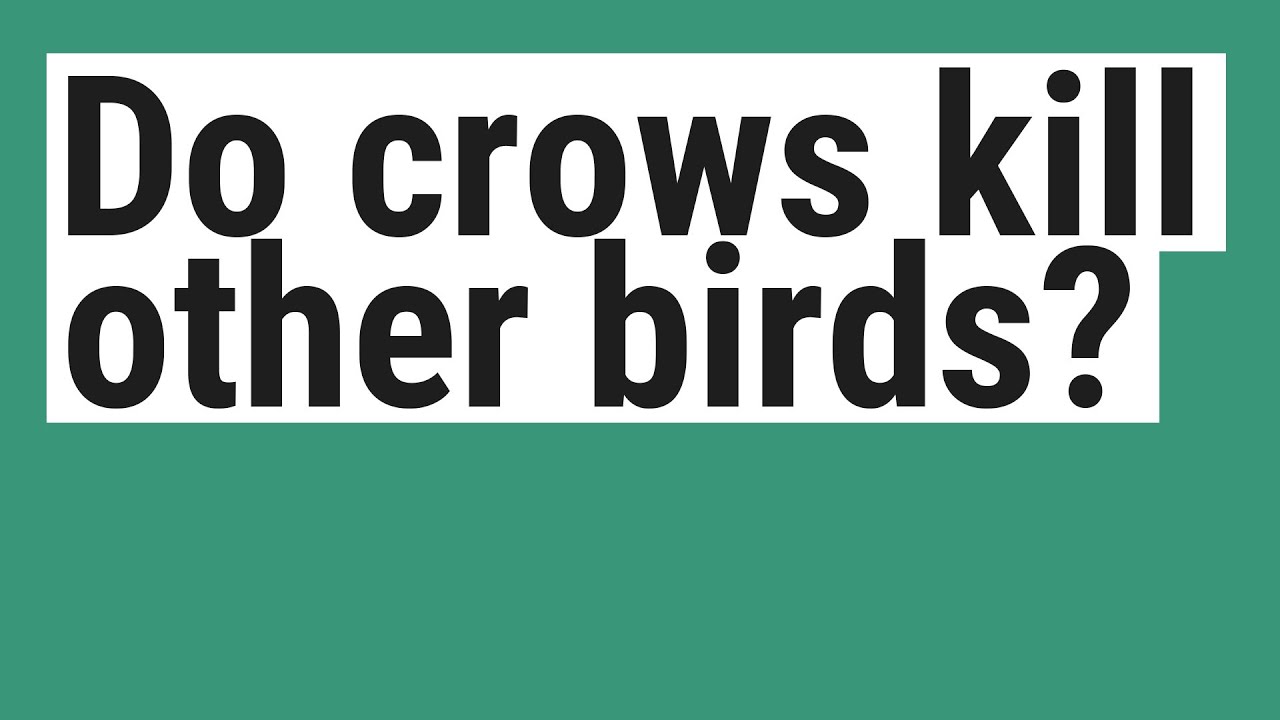 Do crows kill other birds? - YouTube