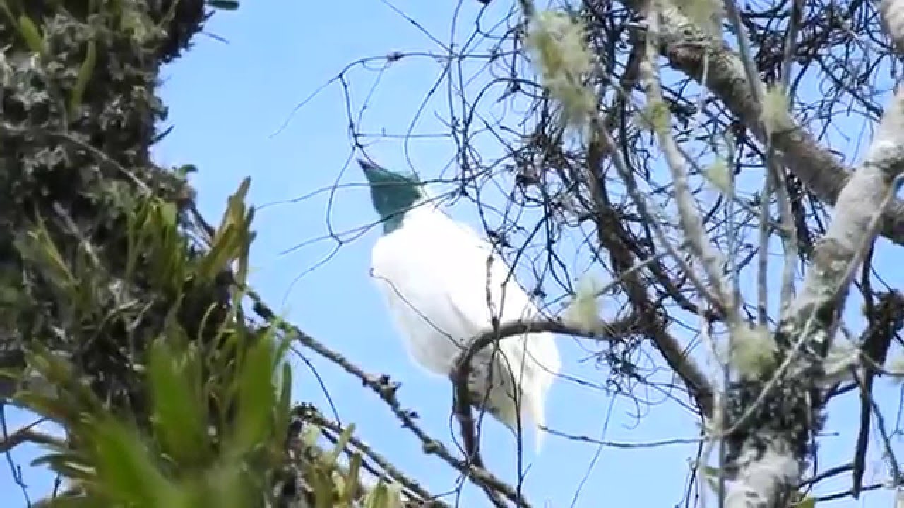 Araponga - Procnias Nudicollis - Bare-throated Bellbird - YouTube