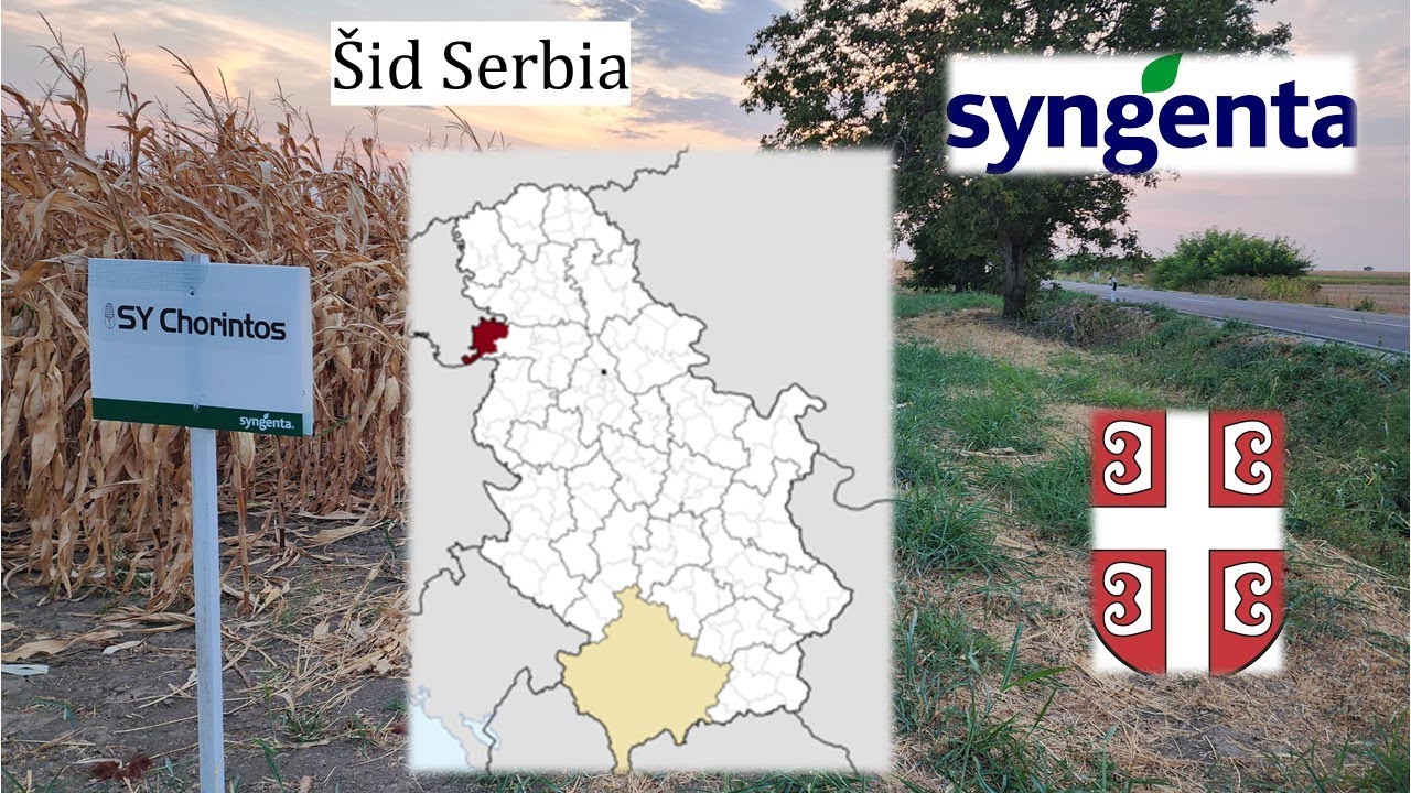 Syngenta corn demo field is Serbia SY Carioca, SY Chorintos, SY Parago ...