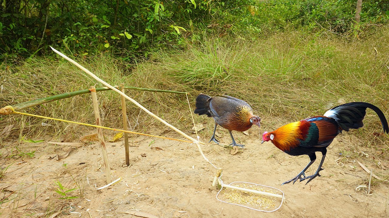 Simple DIY Wild Chicken Make From Crossbow Bamboo / How To Trap Wild ...