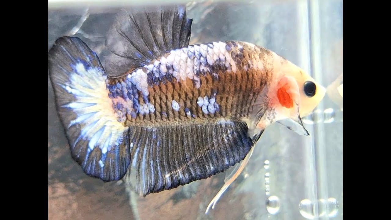 MONKEY FACE BETTA🐒🐠 - YouTube