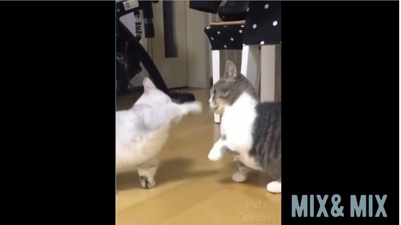 Cute situations for cats and domestic dogs - Cute Pets And Funny ...