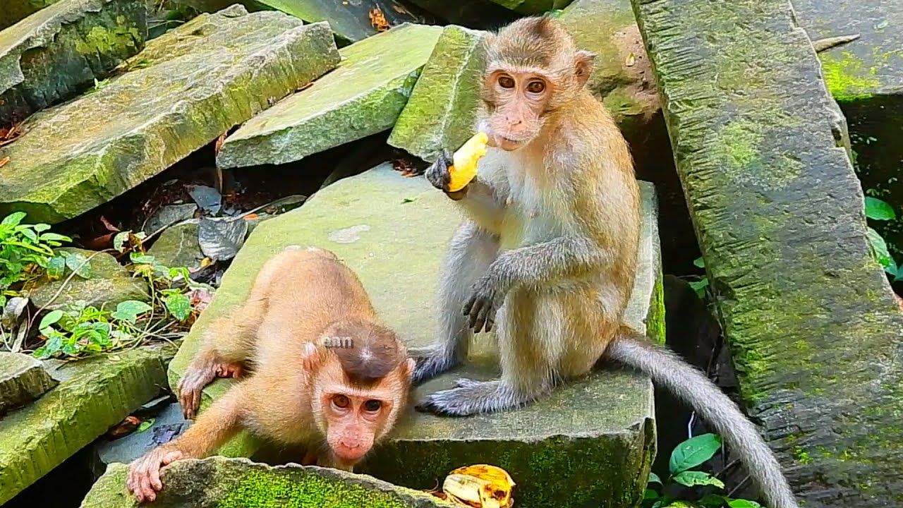 Emeline and Lucky are such as good gentle monkeys they are always home - YouTube