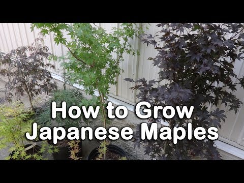 How To Care For A Chinese Maple Tree