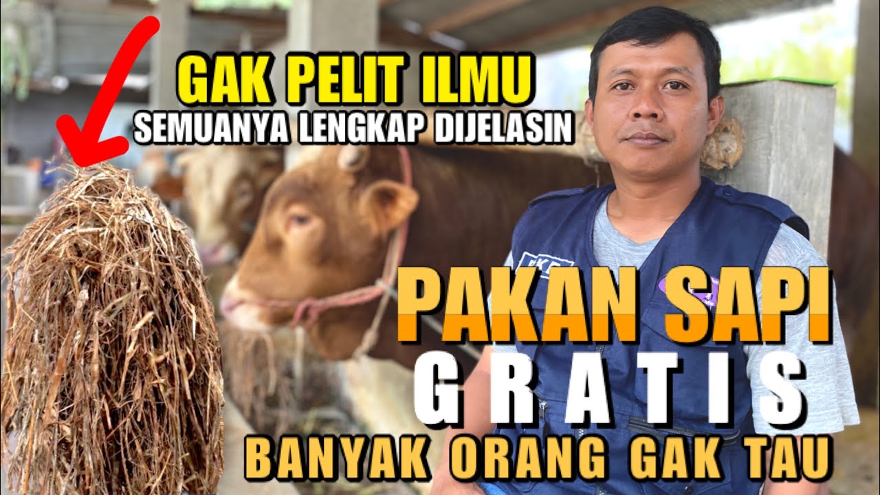 IDE BAHAN PAKAN SAPI GRATIS ️Mudah Di Dapat, Sapi Cepat Gemuk, Gak ...
