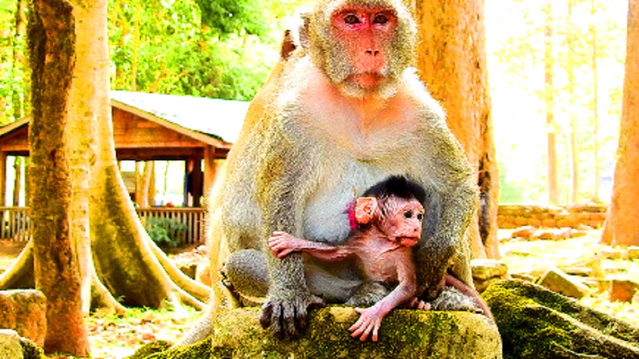 Ah! What's That On Adorable Baby Monkey Janet! - YouTube