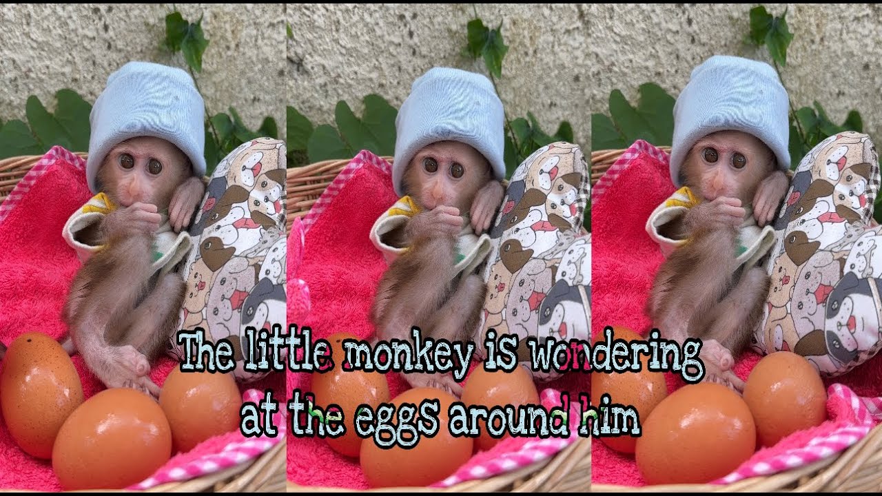The little monkey is wondering at the eggs around him #monkey #baby # ...