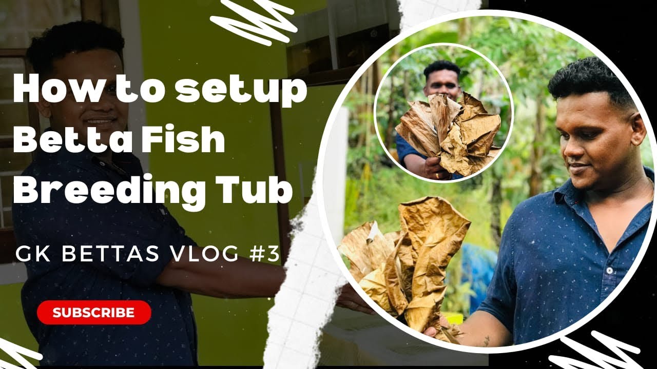GK Bettas || Farm Vlog #3 || Betta farm video Malayalam #bettabreedingtanksetup #bettafrycare ...