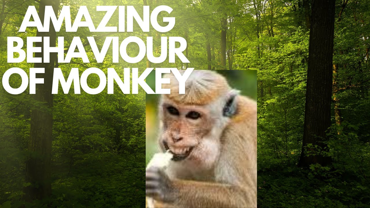 UNBELIEVABLE MONKEY BEHAVIOUR - YouTube
