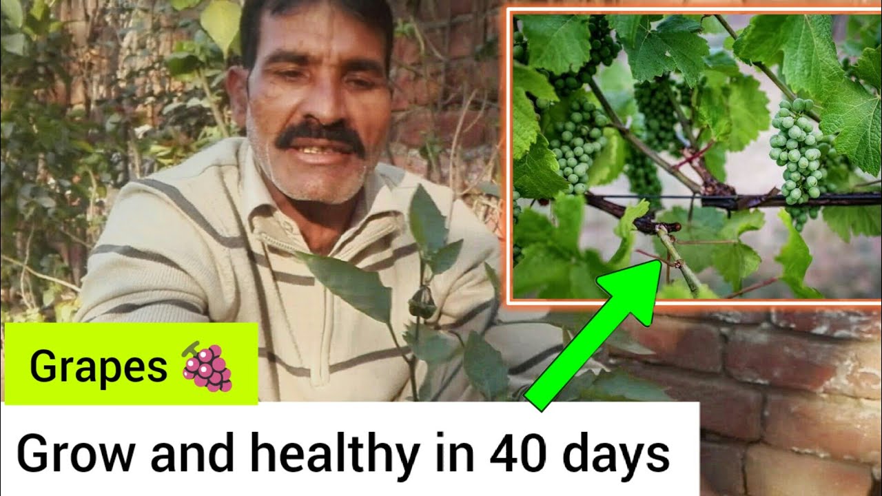 how to grow and healthy grape plants in 40 days || angoor plant ki care ...