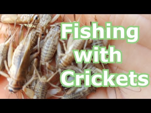 How To Catch Live Crickets For Fishing
