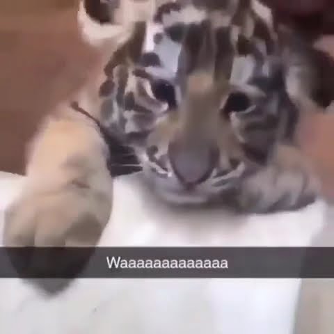 waaa!!!! #cat #mrbeast - YouTube