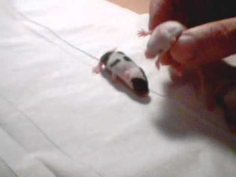 8 day old baby mice - YouTube