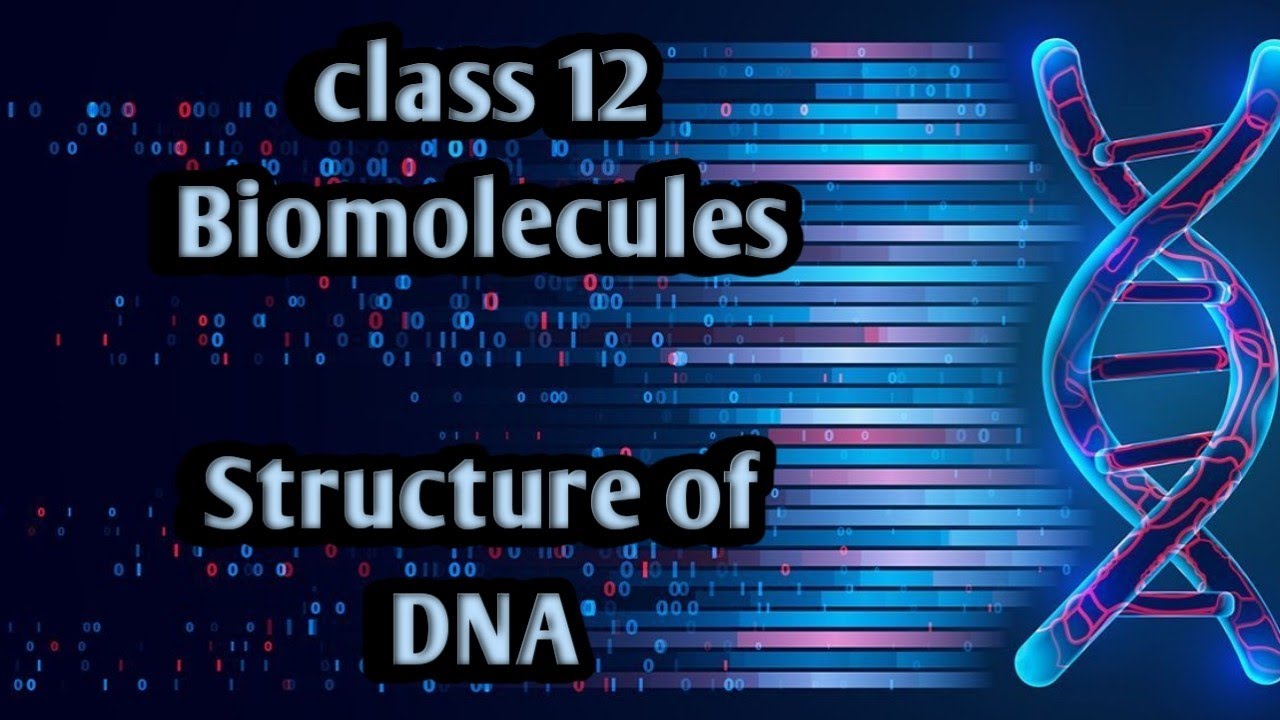 structure of DNA|class 12 biomolecules|chemistry|nucleic acids - YouTube