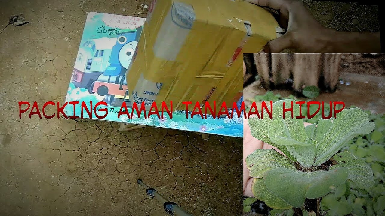 Cara packing tanaman air yang aman - YouTube