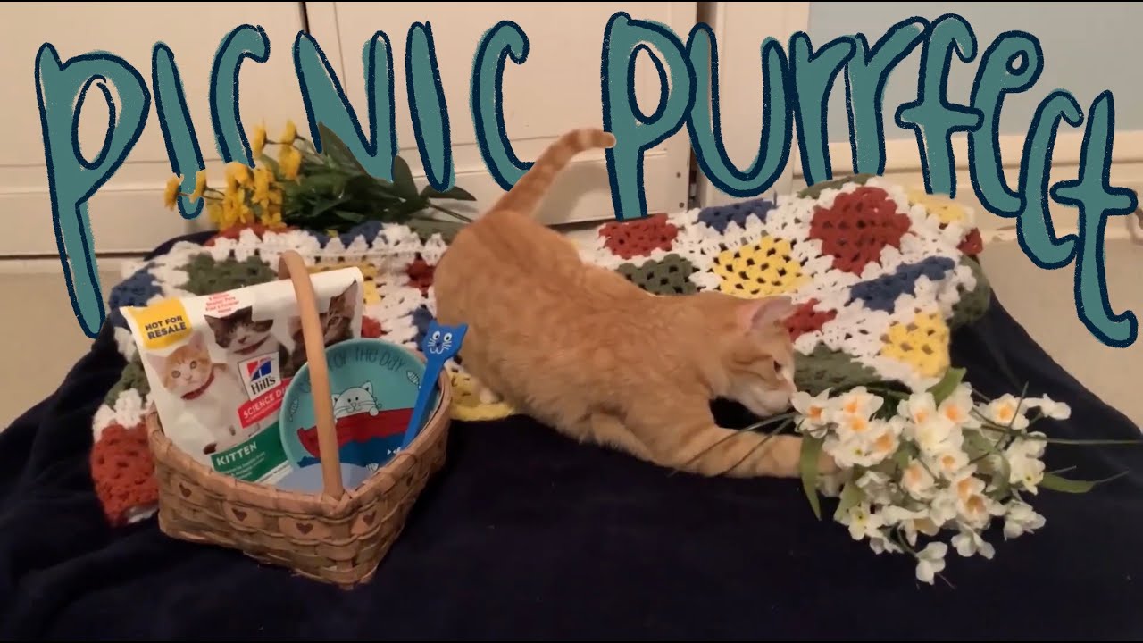 A picnic for one, my cat. - YouTube