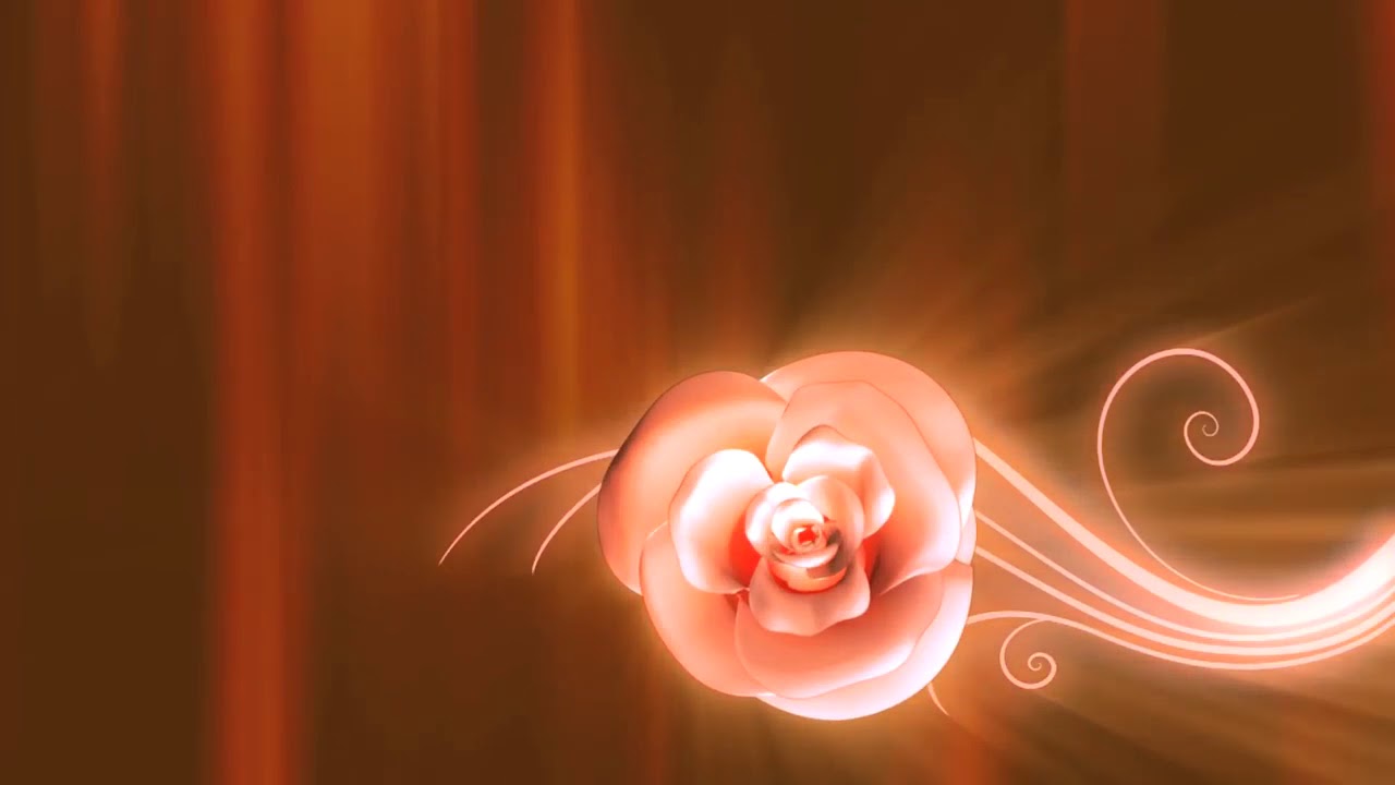 Growing Rose, Flower, Love, No Copyright, Copyright Free Video, Motion ...