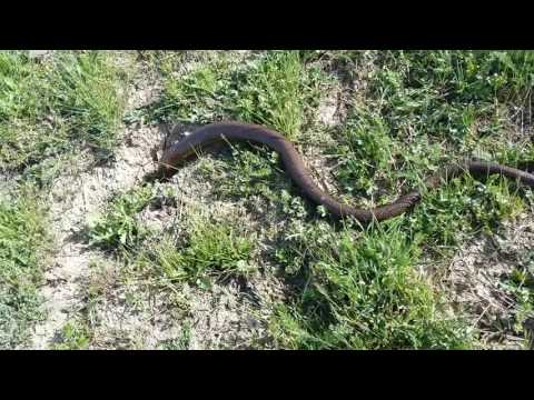 Adi koramal Pseudopus apodus