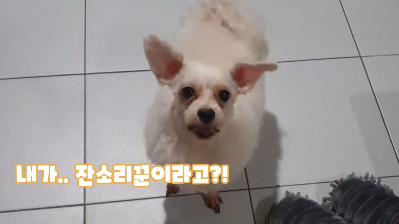 큐티와 별의 티키타카 | 냥집사와 큐티의 티키타카 (ft. 할말 다하는 강아지) Cutie and Byul's play ...