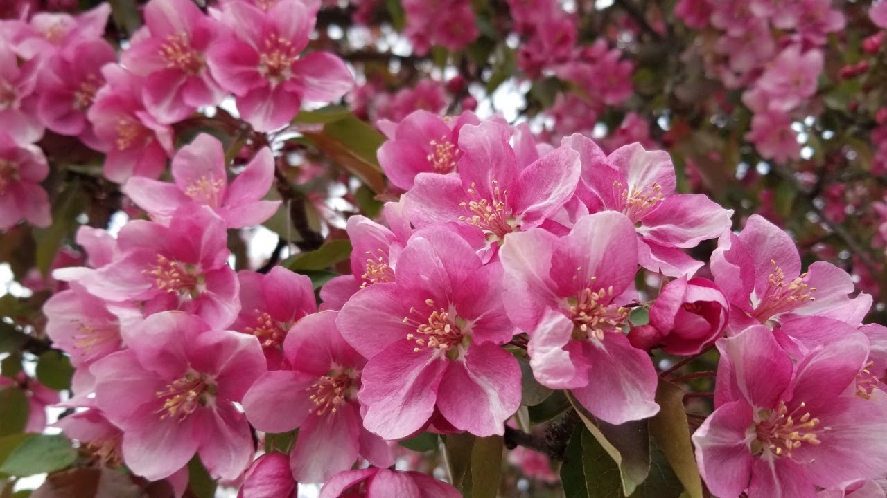 15 Days Til Spring - YouTube