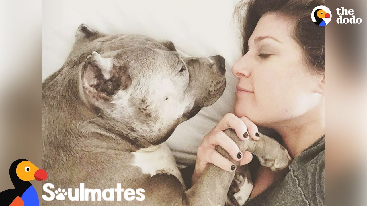 Pit Bull Dog Teaches Mom Everything She Needed To Know About Love | The ...