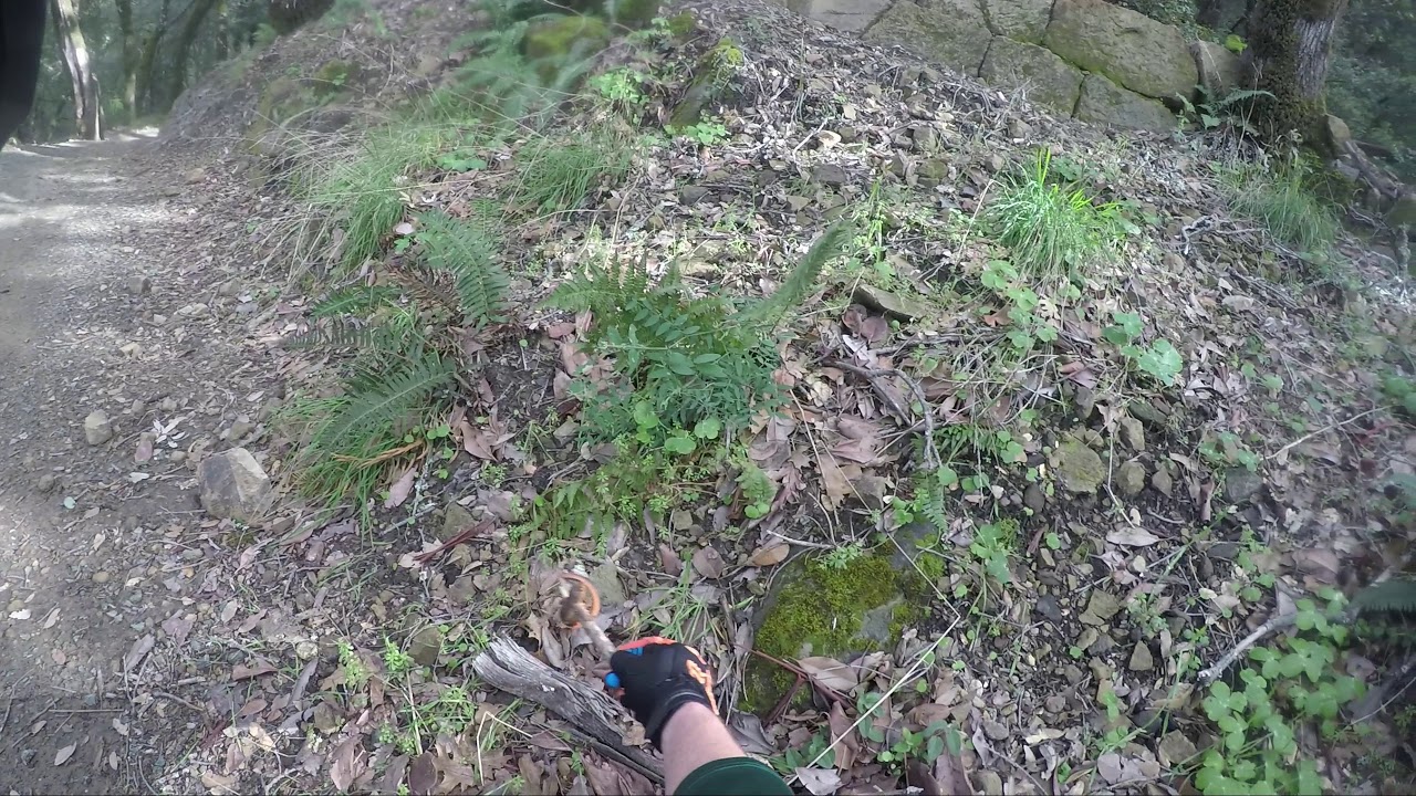 John Nicholas Trail - Moving a Newt Off Trail - YouTube