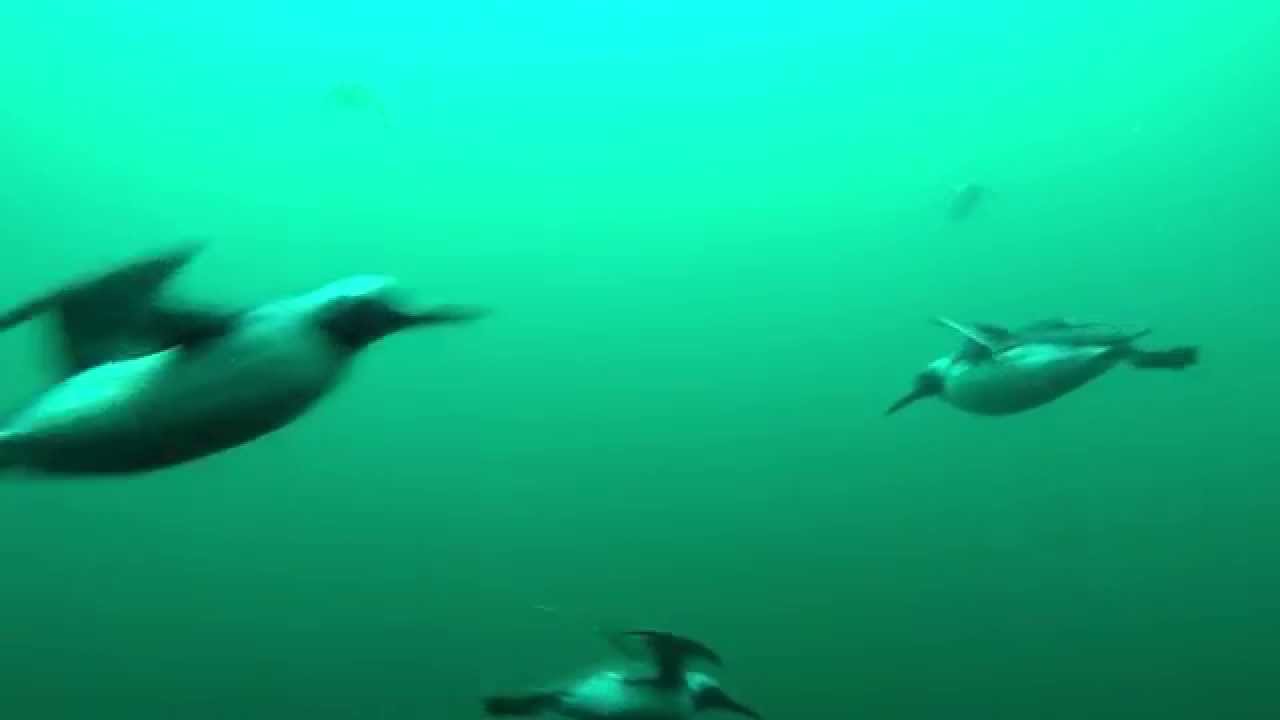 Scuba diving with guillemots in Iceland - YouTube