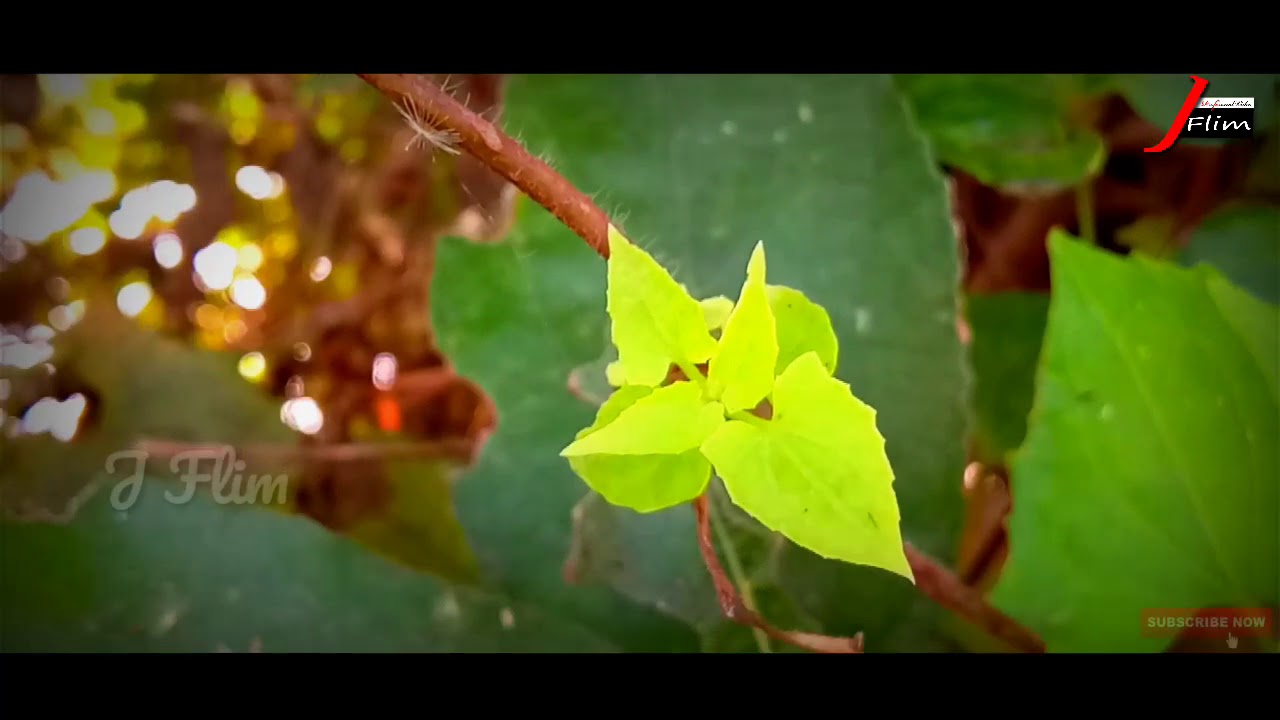 A Nature Film - by J Flim | Cinematic Video | Sony HDR-CX405 | Amazing ...