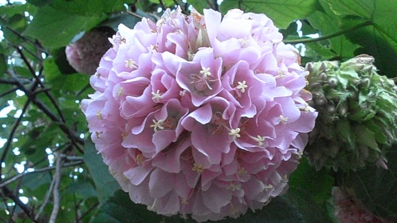 ÁRBOL DE LAS HORTENSIAS: Dombeya x cayeuxii (www.riomoros.com) - YouTube