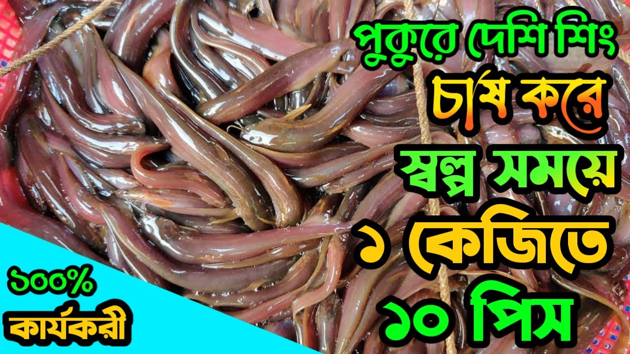 দেশি শিং মাছ চাষ পদ্ধতি | দেশি শিং মাছ | দেশি শিং মাছের পোনা | Shing ...