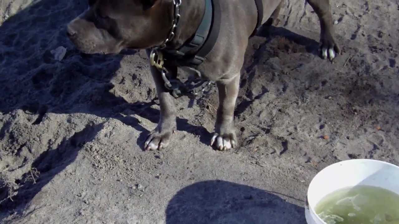 ADBA AMERICAN PIT BULL TERRIER - YouTube