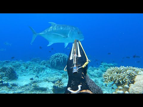 Amukan Monster Giant Trevally Penghuni Laut Banda Menyeret Saya Kelaut Dalam