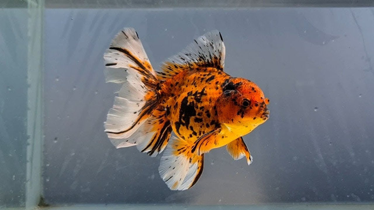 Super high quality goldfish collection - YouTube