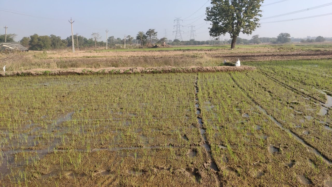 drum seder paddy cultivation DSR technique drum. డ్రం సీడేర్ పద్ధతిలో ...