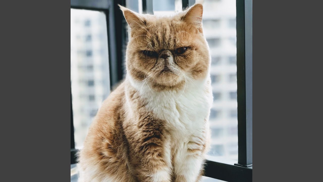 Suave Moods for Mysterious Cat Behavior - YouTube