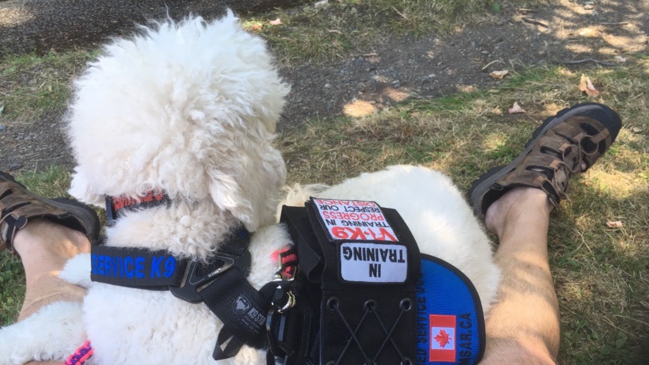 Q&A SERVICE DOG TYPES AND USES - YouTube