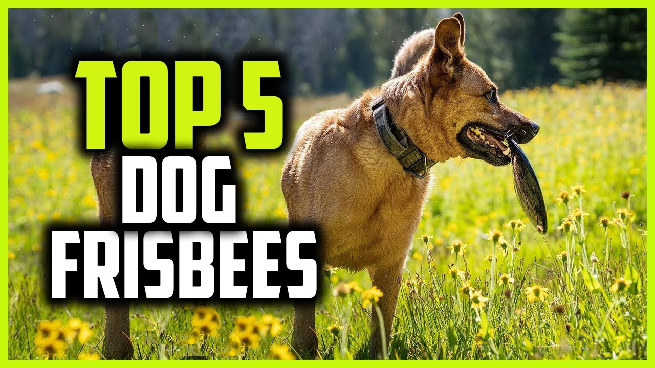 Best Dog Frisbees for Outdoor Fetching in 2023 - YouTube