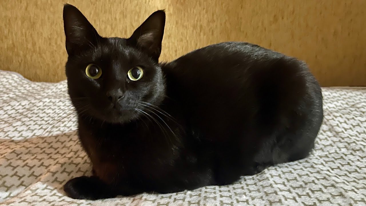 Cat roars, crazy cat voice, chausie voice, dubai cat in Ukraine, how to ...