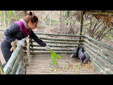 How to build a bamboo house for pigs - life on the farm. EP 21 / Anh ...