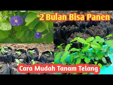 Cara Mudah Budidaya Bunga Telang di Lahan Sempit