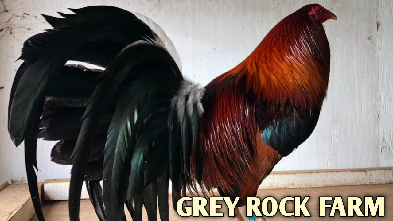 Kelso Albany Grey - GREY ROCK FARM - YouTube