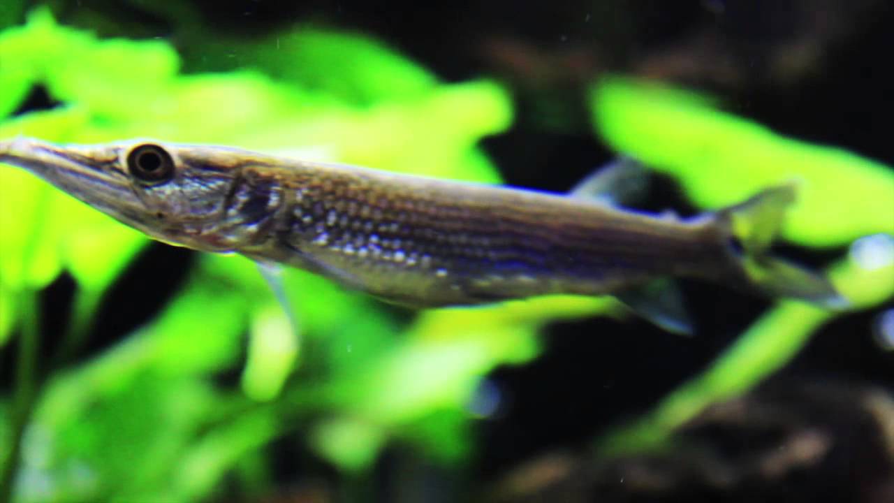 Species Spotlight - The Silver Gar - Episode 4 - YouTube