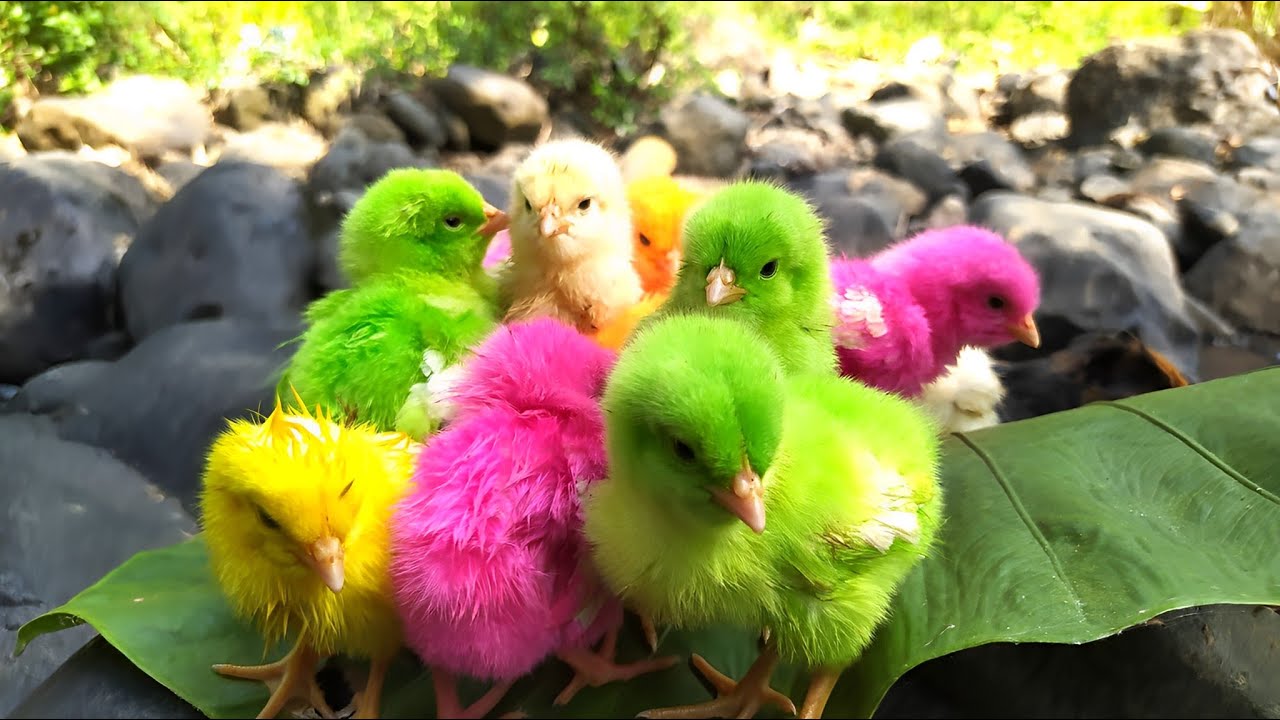 Anak Ayam Lucu, Ayam warna Warni, Ayam Rainbow, Ayam pelangi, sapi lucu ...