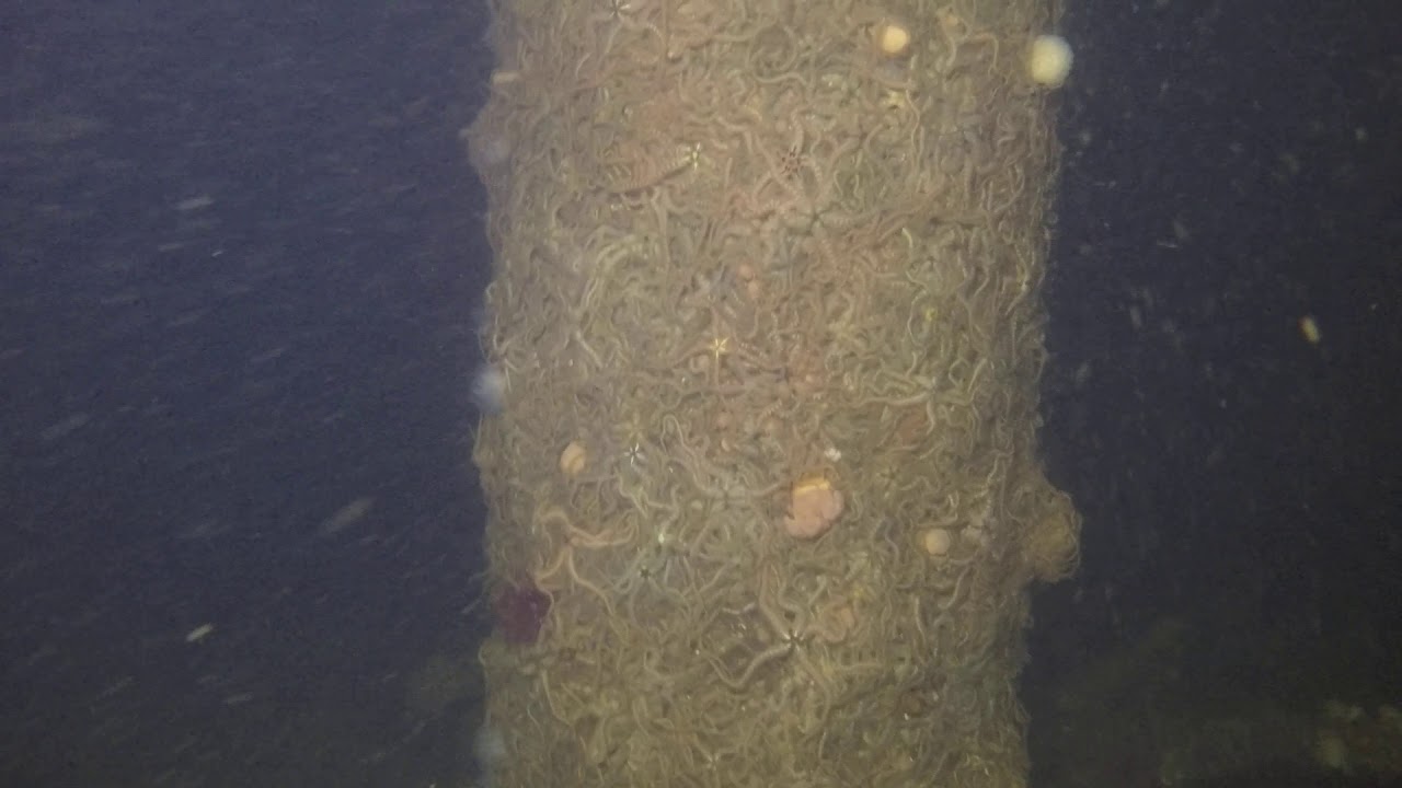 Diving the MV Akka, Firth of Clyde - YouTube