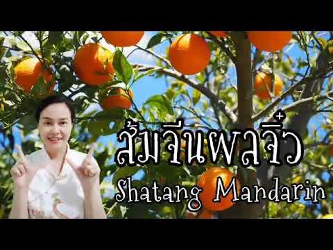 ส้มจีนผลจิ๋ว Shatang Mandarin - YouTube